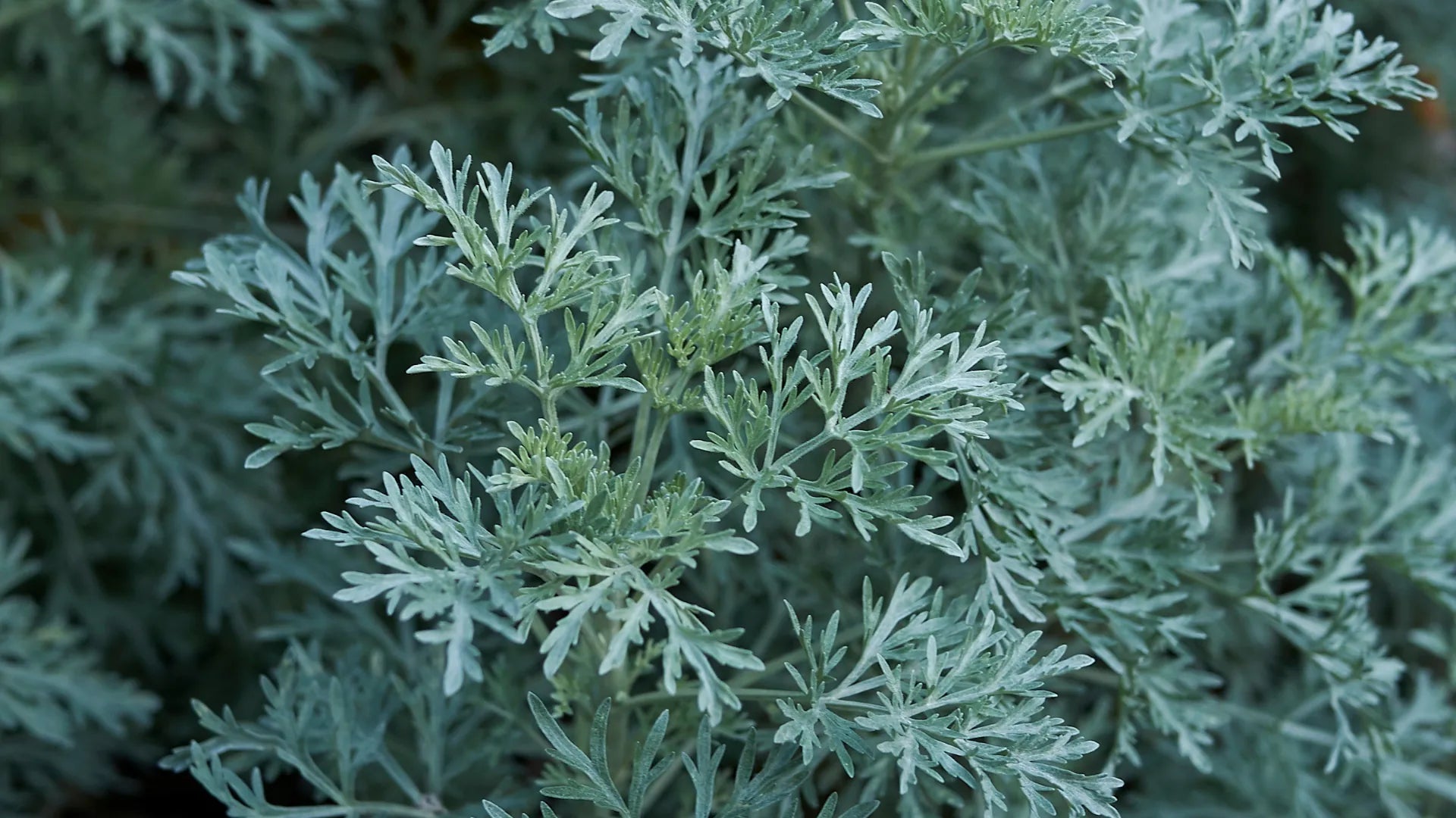 Pelin Otu - Mugwort - KOKOMA Blog